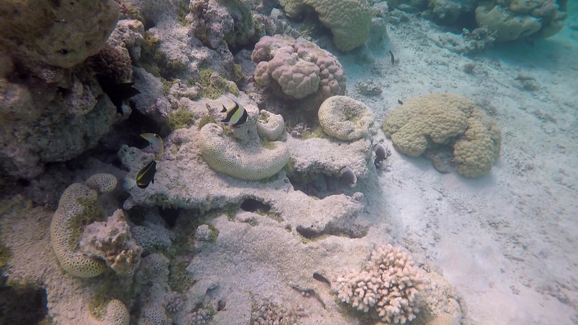 Gil Fish – Dazzler's Watch